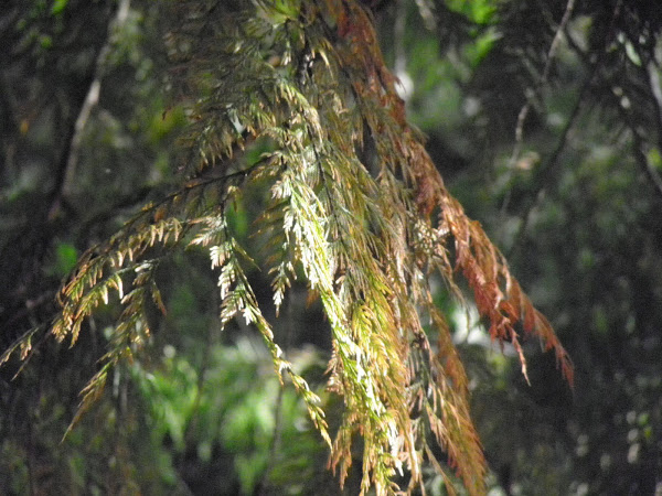 Western red cedar | Project Noah