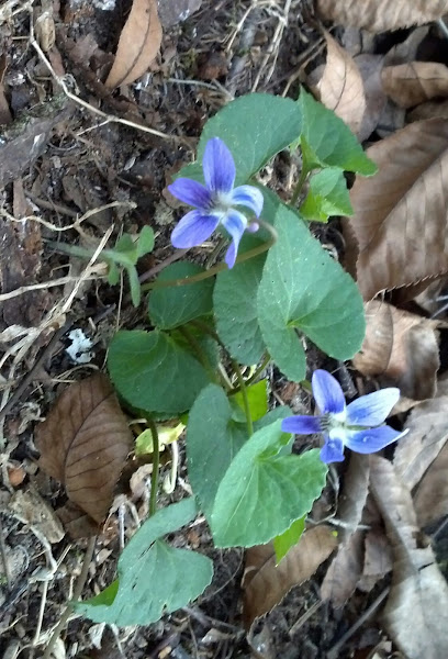 Violet | Project Noah