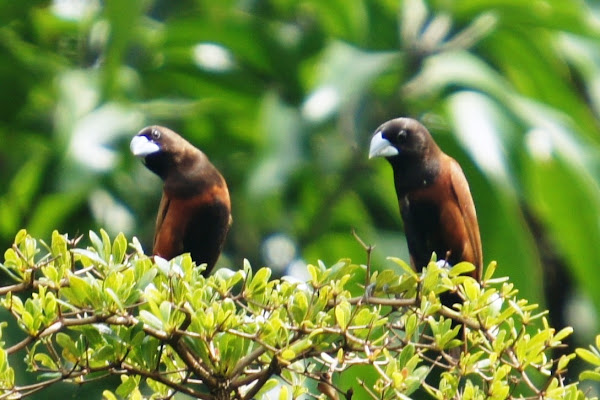 Black-headed Munia | Project Noah