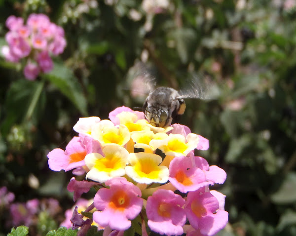 Abeja cebra | Project Noah