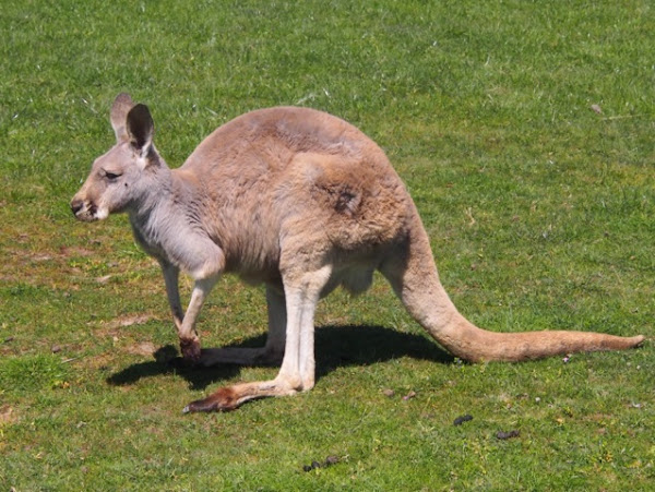 Red Kangaroo (female) | Project Noah