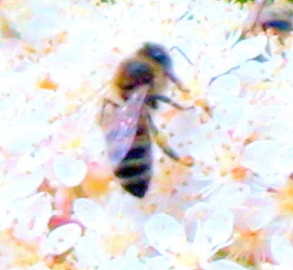 Western Honey Bee | Project Noah
