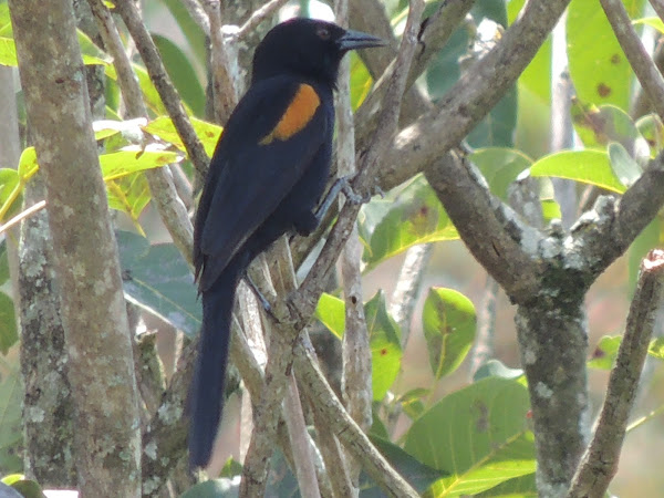 Variable Oriole | Project Noah