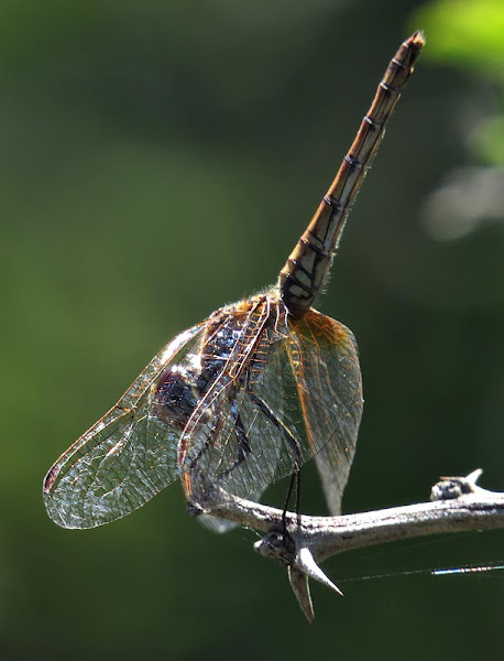 Red Groundling female | Project Noah