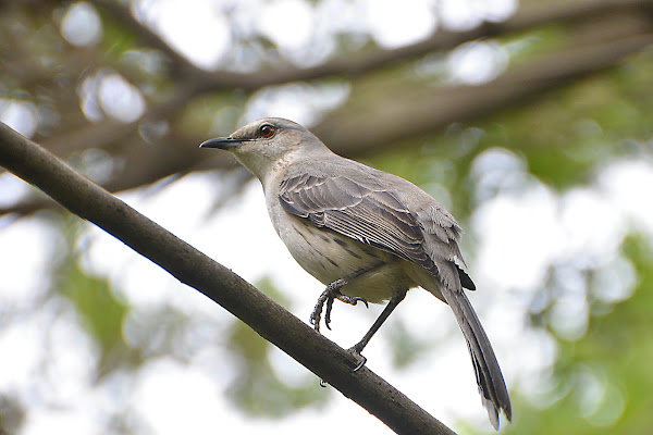 Tropical Mockingbird | Project Noah