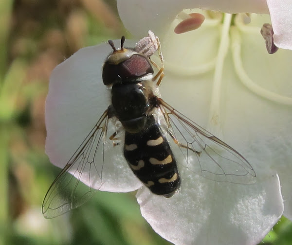 Hover Fly | Project Noah