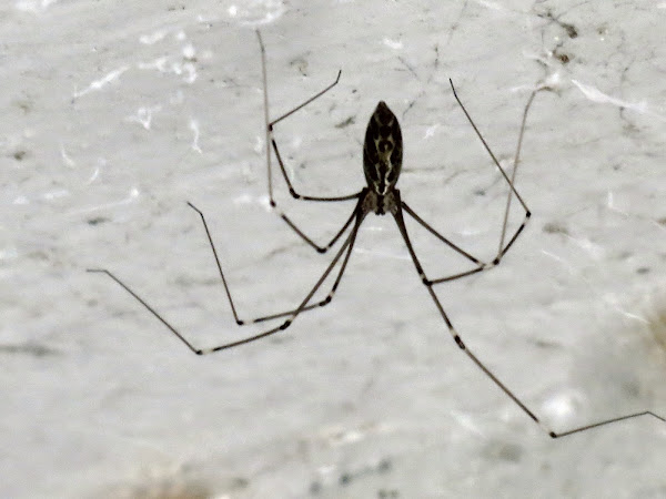 Cellar spider | Project Noah