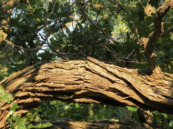 Hackberry Emperor | Project Noah