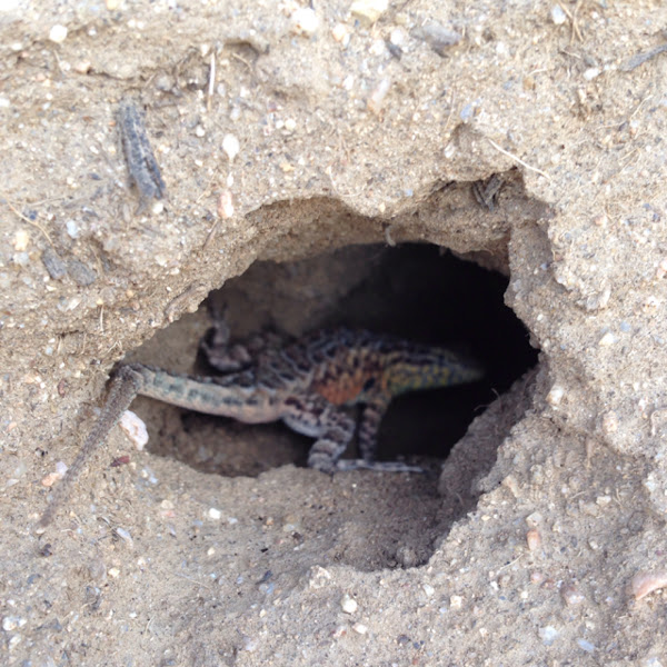 Desert spiny lizard | Project Noah