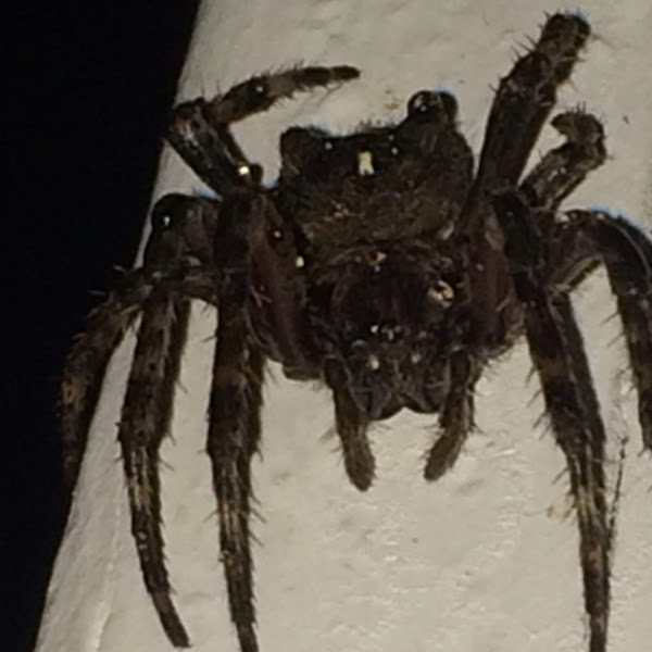 Orb Weaver | Project Noah