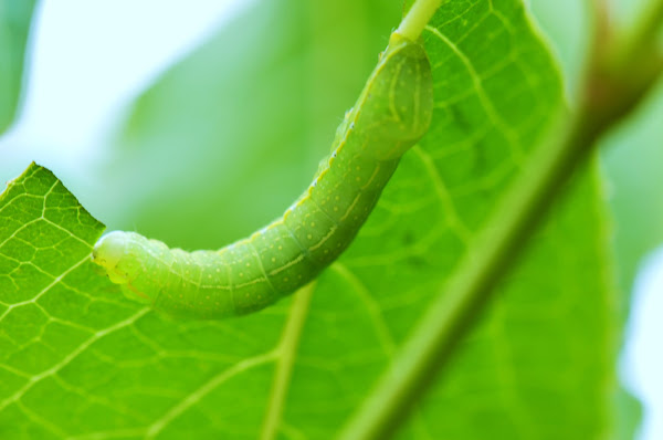 Copper Underwing | Project Noah