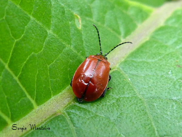 Leaf beetle | Project Noah