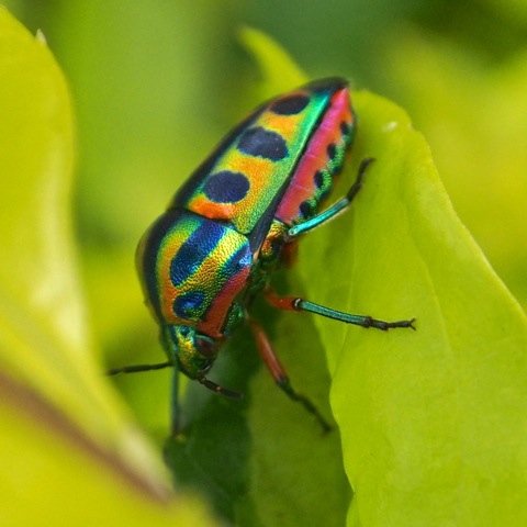 Rainbow Shield Bug | Project Noah