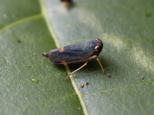 Leafhopper | Project Noah