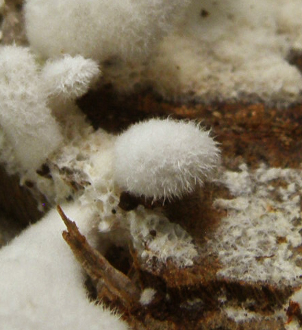 Split gill | Project Noah