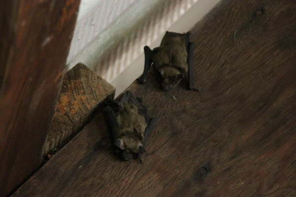 Big Brown Bat | Project Noah