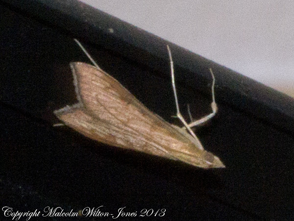 Sesame Leafroller | Project Noah