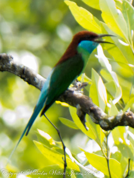 Blue-throated Bee-eater | Project Noah