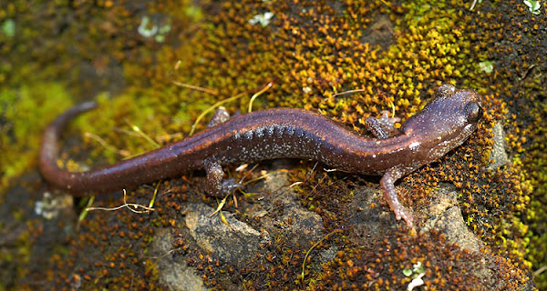 Scott Barr Salamander | Project Noah