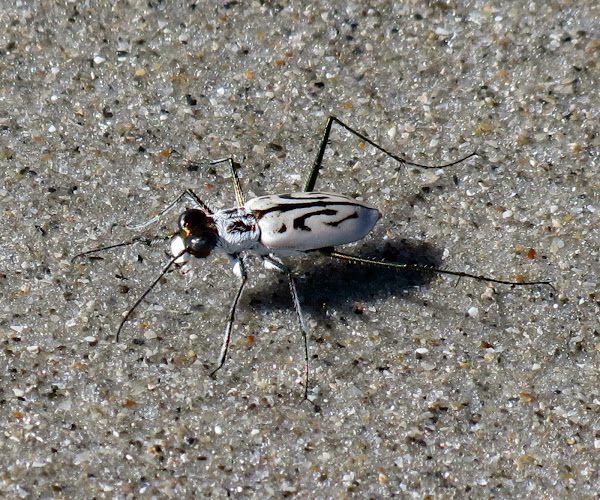 Southern white beach tiger beetle | Project Noah