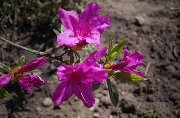 Purple Azalea | Project Noah