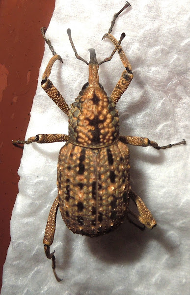 Japanese Giant Weevil | Project Noah