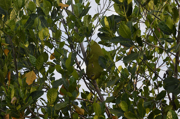 Breadfruit (yaca) | Project Noah