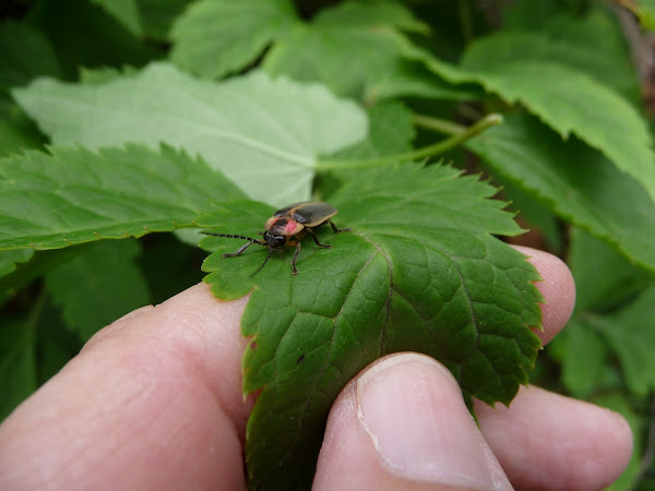 Eastern firefly | Project Noah