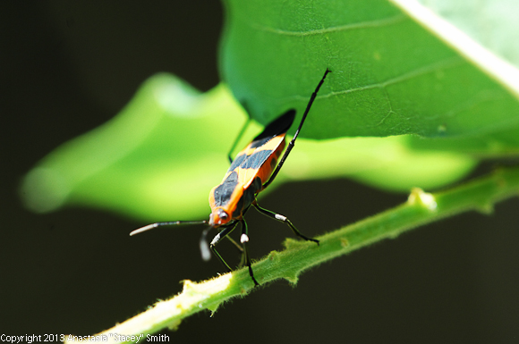 Assasin Bug | Project Noah