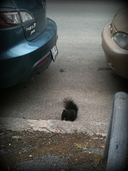 Black Eastern Gray Squirrel | Project Noah