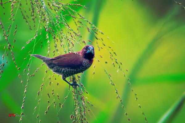 Scaly-breasted Munia | Project Noah