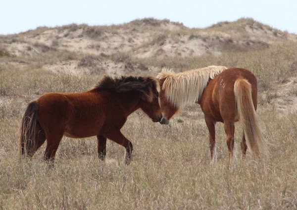 Banker Horses | Project Noah
