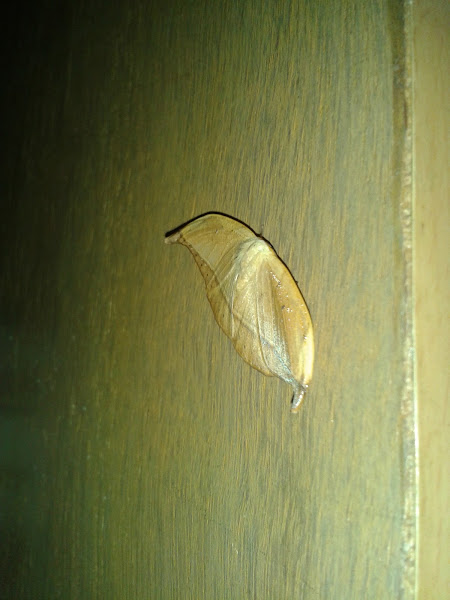 Hook-tip Moth (Drepanidae) | Project Noah