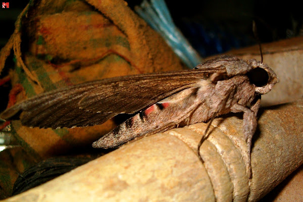 Convolvulus Hawk-moth | Project Noah