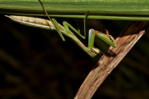 Praying Mantis | Project Noah