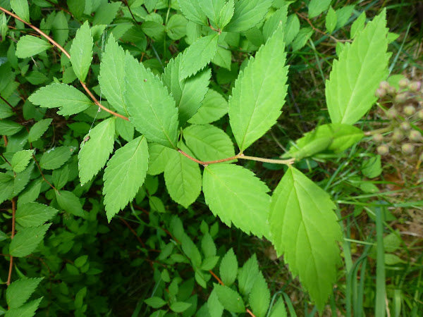 Spiraea | Project Noah