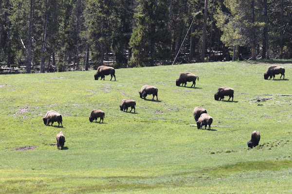 American Bison | Project Noah