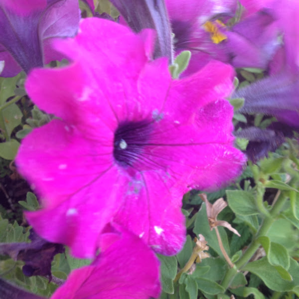 Petunia | Project Noah