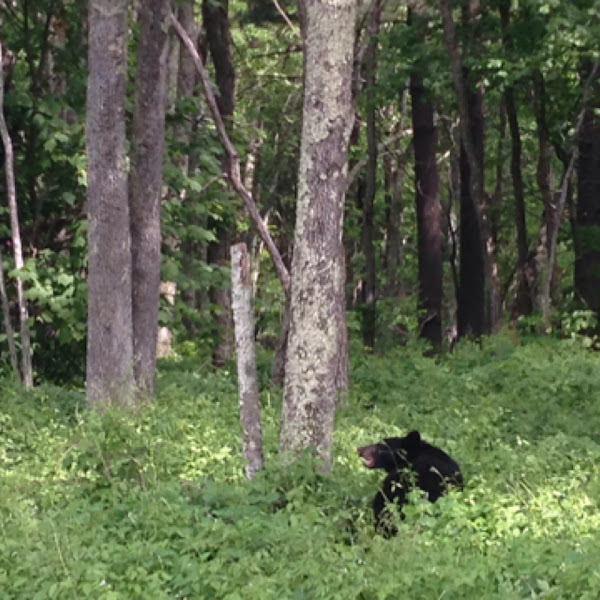 American Black Bear | Project Noah