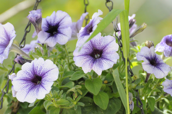 Petunia hybrid | Project Noah