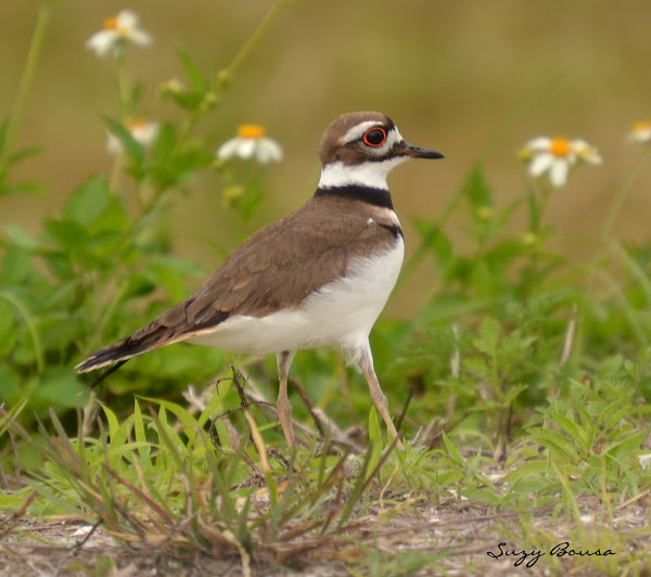Killdeer | Project Noah
