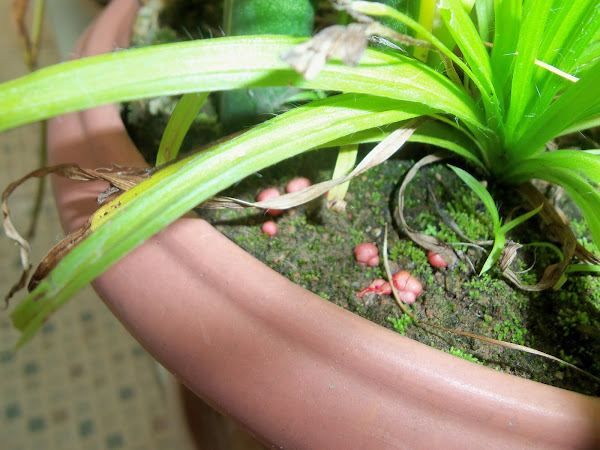 Unknown Spotting | Project Noah