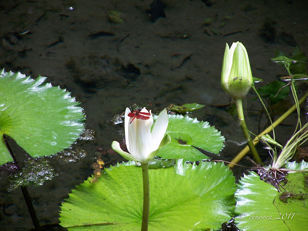 Red Grasshawk Dragonfly | Project Noah