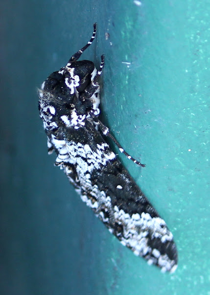 Rustic Sphinx | Project Noah