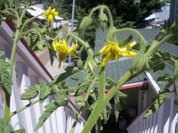Purple Cherokee Heirloom Tomato | Project Noah