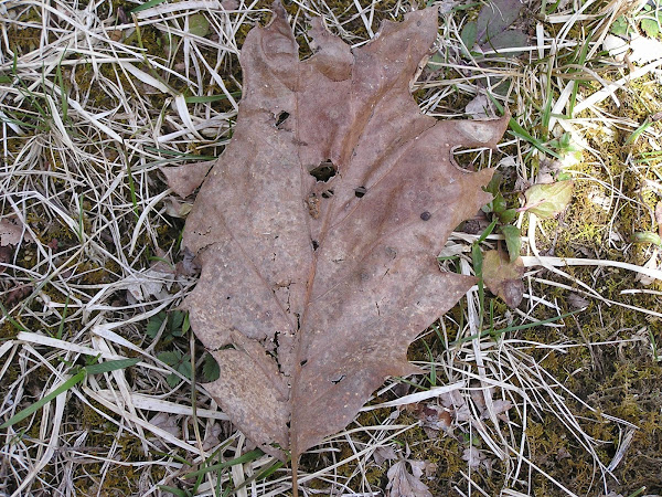 Northern Red Oak | Project Noah