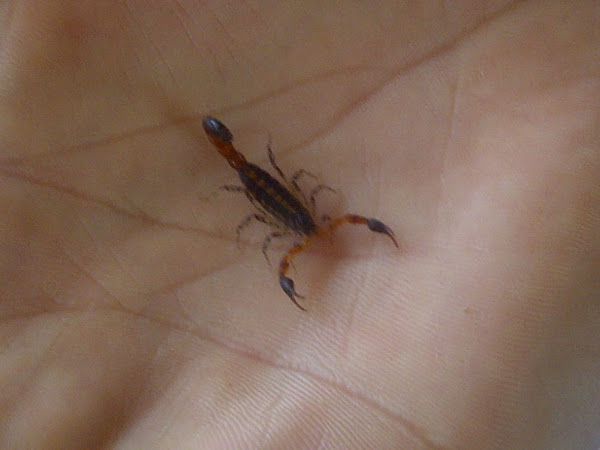 Scorpion | Project Noah