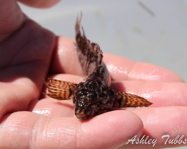 Hairy Blenny | Project Noah