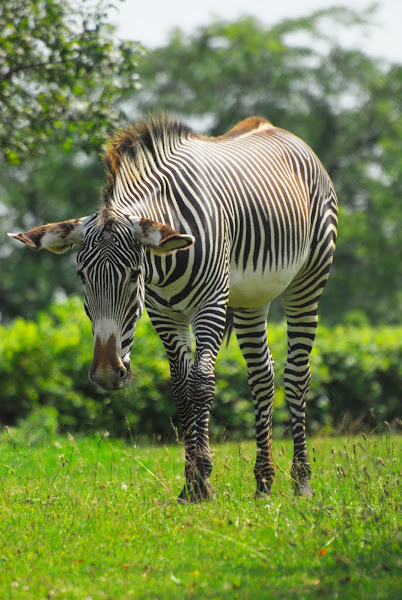 Grévy's Zebra | Project Noah