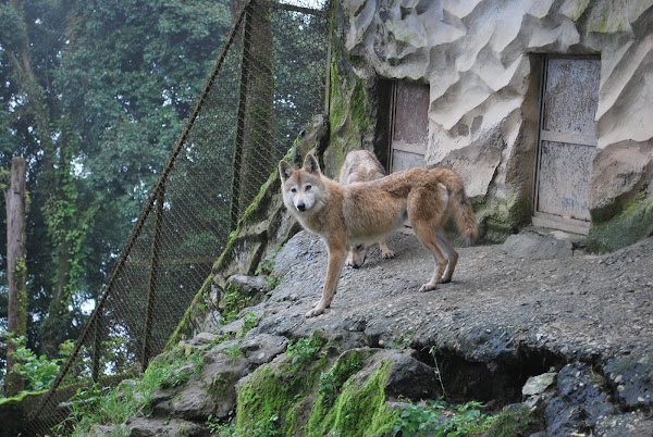 himalayan wolf | Project Noah